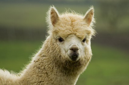 Alpaca DNA profiling